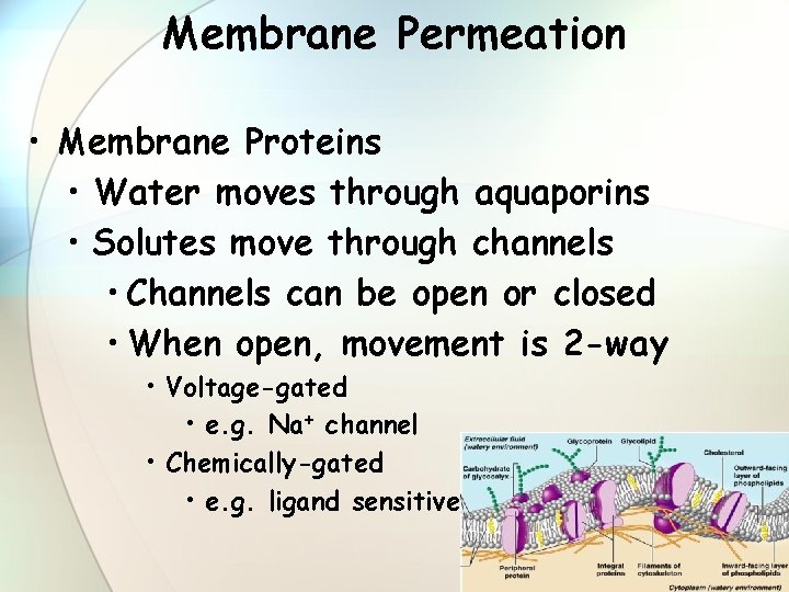 Refresher Where is your water Distribution of Water