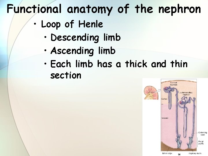 Refresher Where is your water Distribution of Water