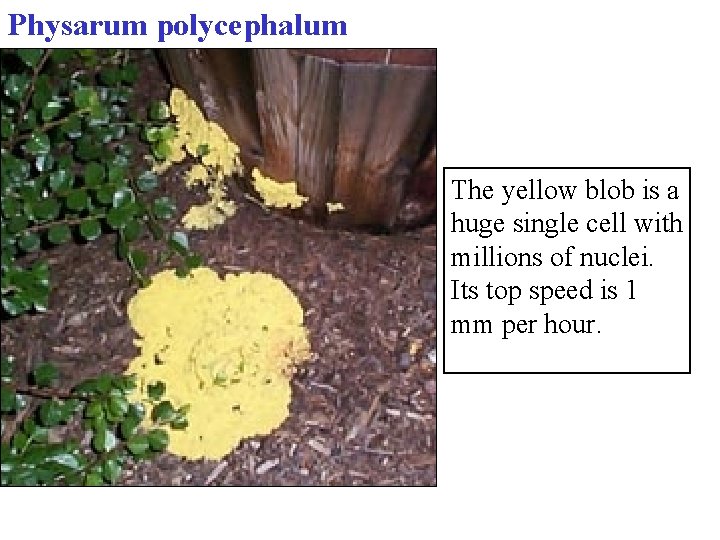Bio 318 b Lecture 3 The Main Groups
