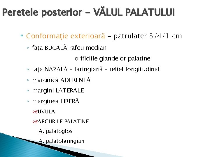 CAVITATEA BUCAL CAVITATEA ORAL Pertii cavitatii bucale v