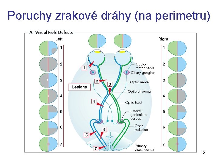 Selected perceptual workings vybran funkce smyslovch drah v