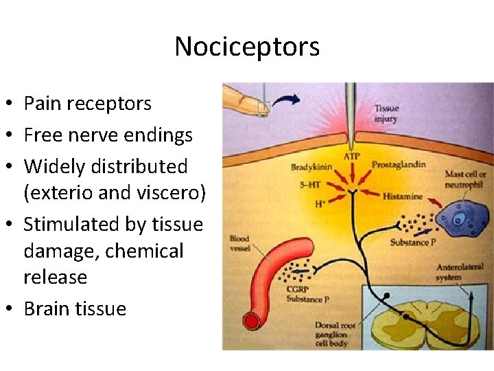 Nervous System III Chapter 12 Introduction General senses