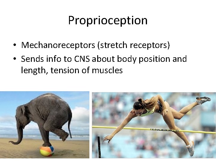Nervous System III Chapter 12 Introduction General senses