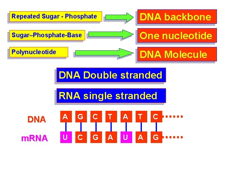 Lecture 10 Nucleic acids DNA RNA Watson and