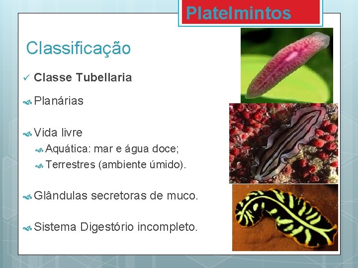 Platelmintos e Nematelmintos Filo Plathyhelmintes Platelmintos ...