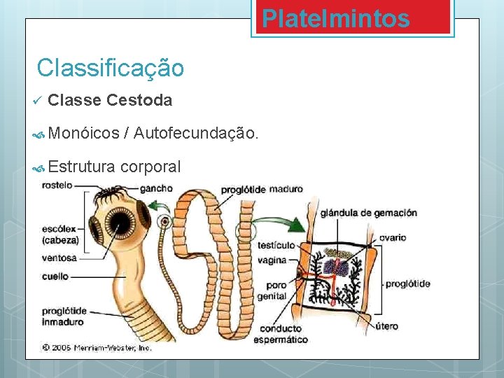 Platelmintos e Nematelmintos Filo Plathyhelmintes Platelmintos ...