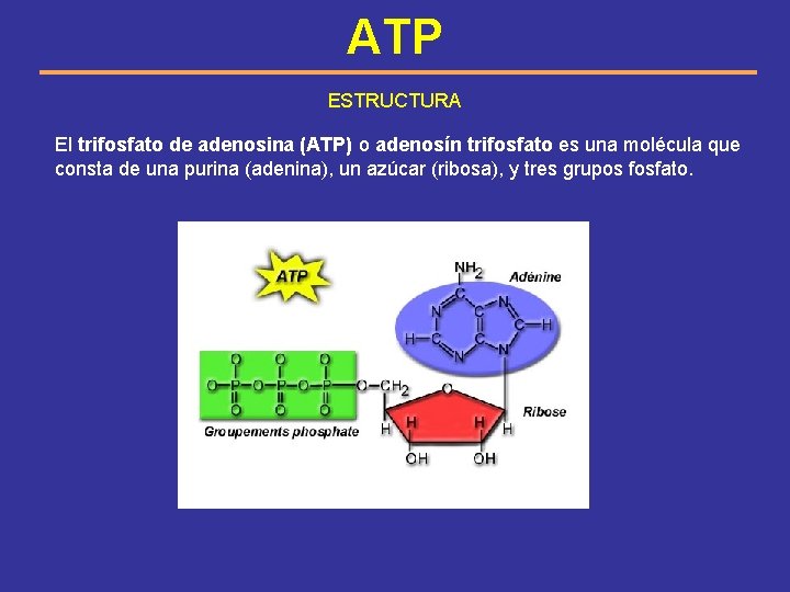 cidos nucleicos Marta Gutirrez del Campo cidos nucleicos