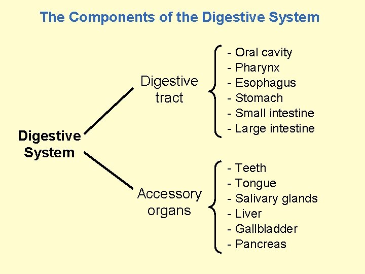 Lesson 15 The Digestive System 1 Chapter 24