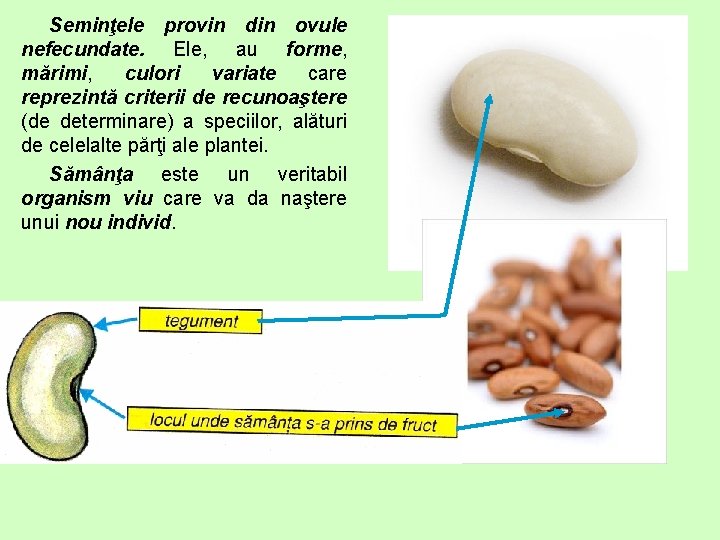 Smna Seminele provin din ovule nefecundate Ele au