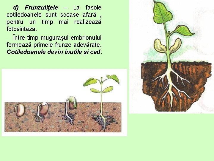 Smna Seminele provin din ovule nefecundate Ele au