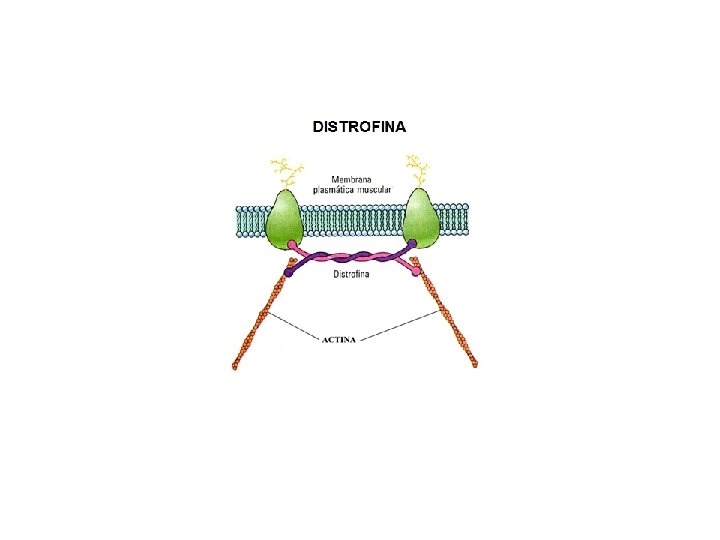 DISTROFIA MUSCULAR Qu es la distrofia muscular El