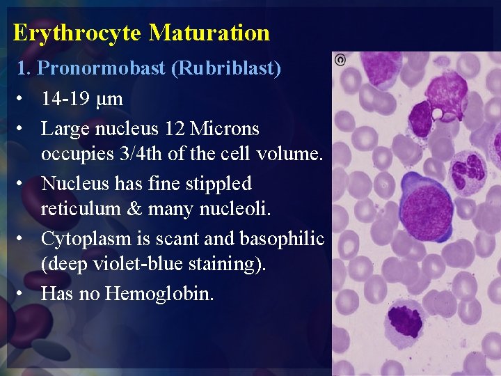 Practical Hematology Lab Normal Cell Maturation Blood Cells