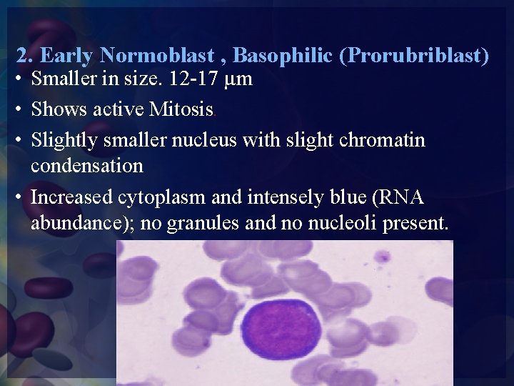 Practical Hematology Lab Normal Cell Maturation Blood Cells