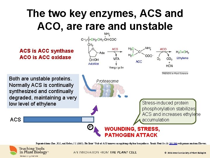 Ethylene C 2 H 4 is a gaseous