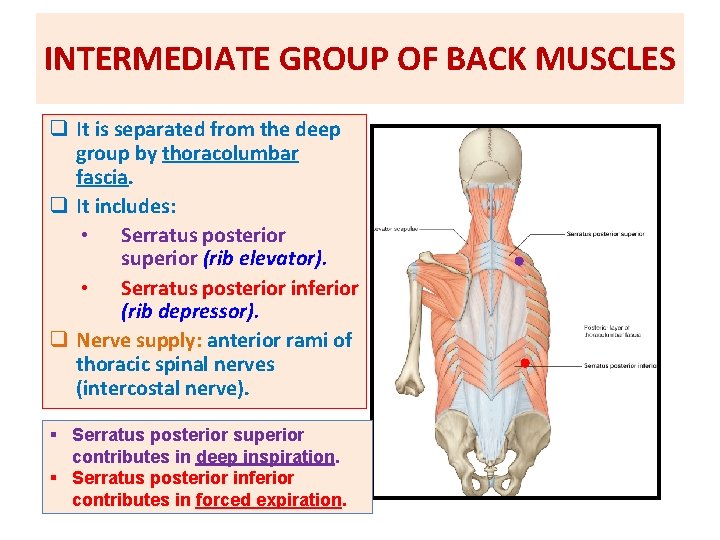 MUSCLES OF BACK Department of Anatomy King Saud