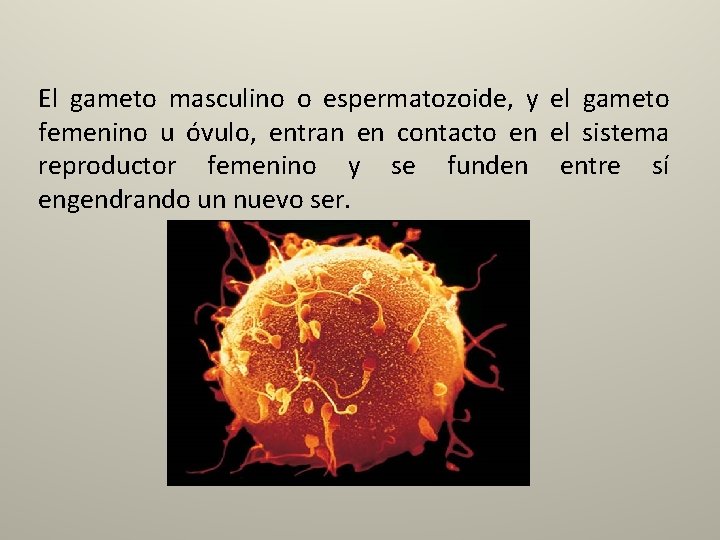II UNIDAD Anatoma y Fisiologa humana Sistema Reproductor