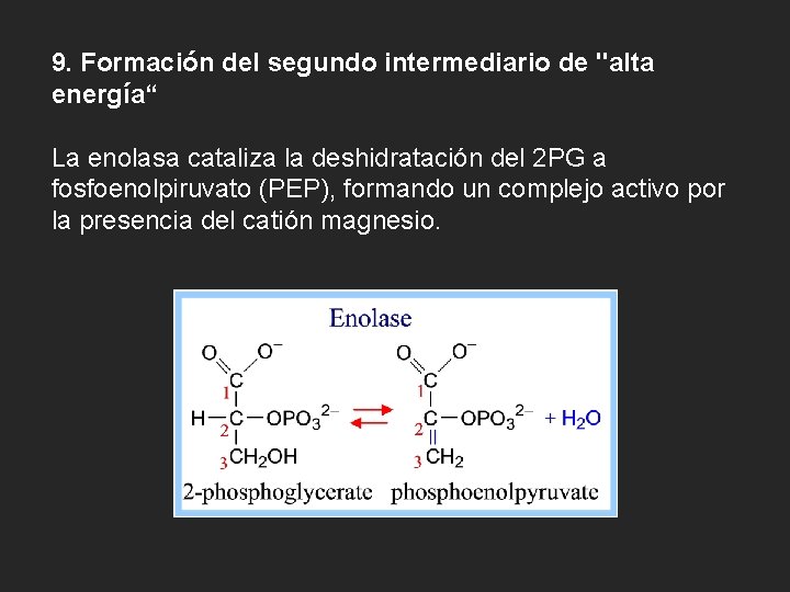 Metabolismo de Glcidos Metabolismo de Glcidos Reacciones con