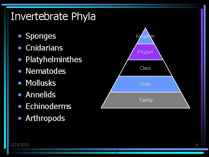 Invertebrates Classify living invertebrates into different phyla 2212021