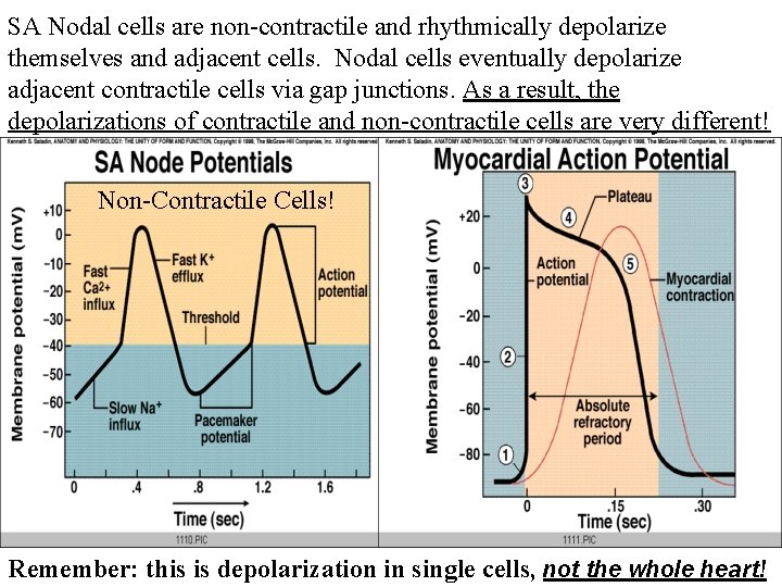Cardiovascular Physiology What can the ECG tell us