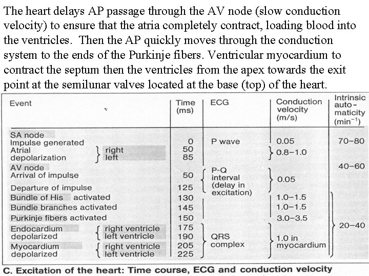 Cardiovascular Physiology What can the ECG tell us