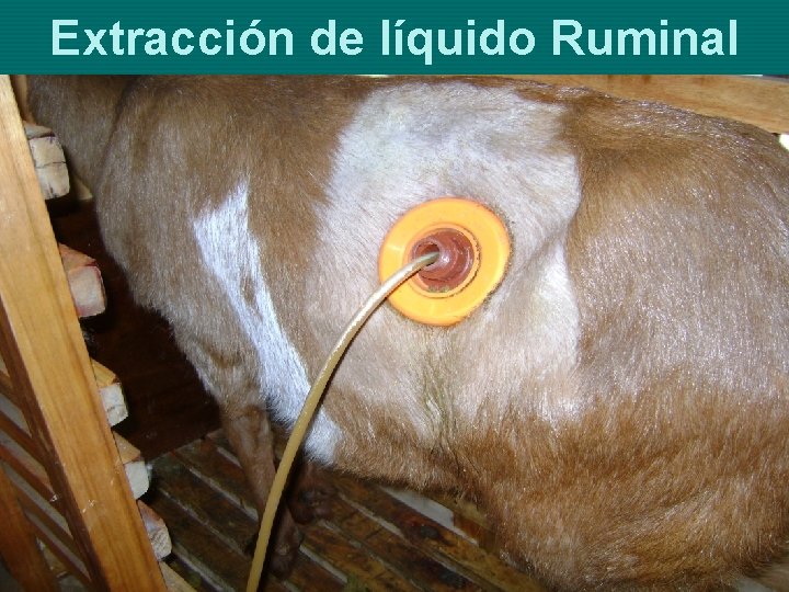 Contenidos Alimentos composicin y clasificacin Consumo Digestibilidad ...