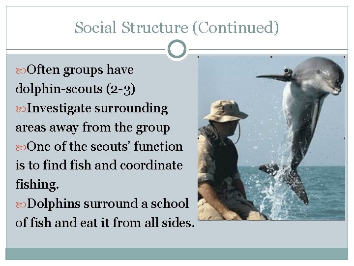 Presentation by Kateryna Silvestro DOLPHINS Geographical Focus National