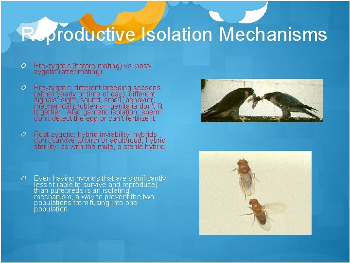 Speciation splitting of one species into 2 different