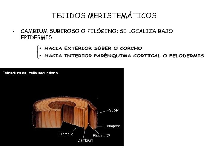 TEJIDOS VEGETALES MERISTEMTICOS CRECIMIENTO PRIMARIOS SECUNDARIOS ...