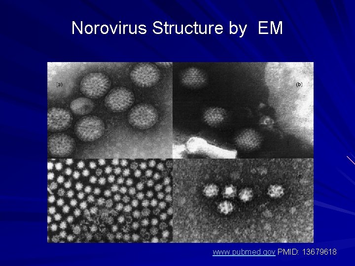 FAMILY CALICIVIRIDAE Noroviruses To Be Discussed Taxonomy structure