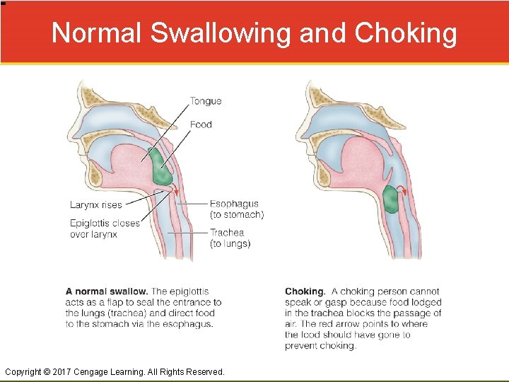 3 The Remarkable Body Copyright 2017 Cengage Learning