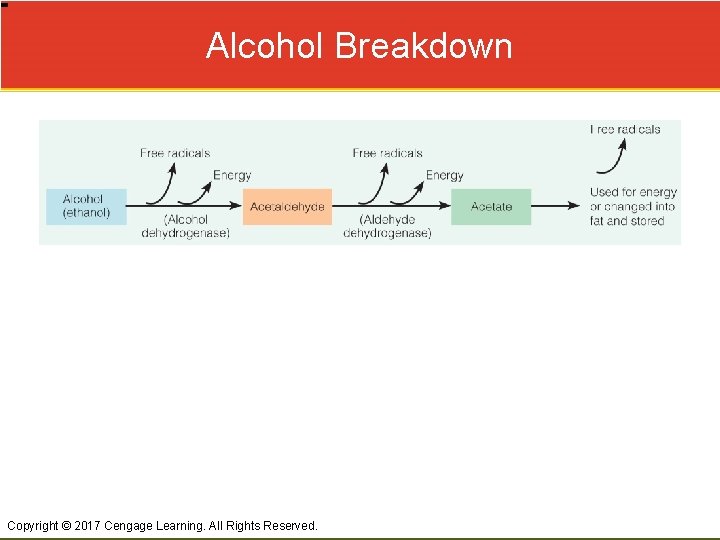 3 The Remarkable Body Copyright 2017 Cengage Learning