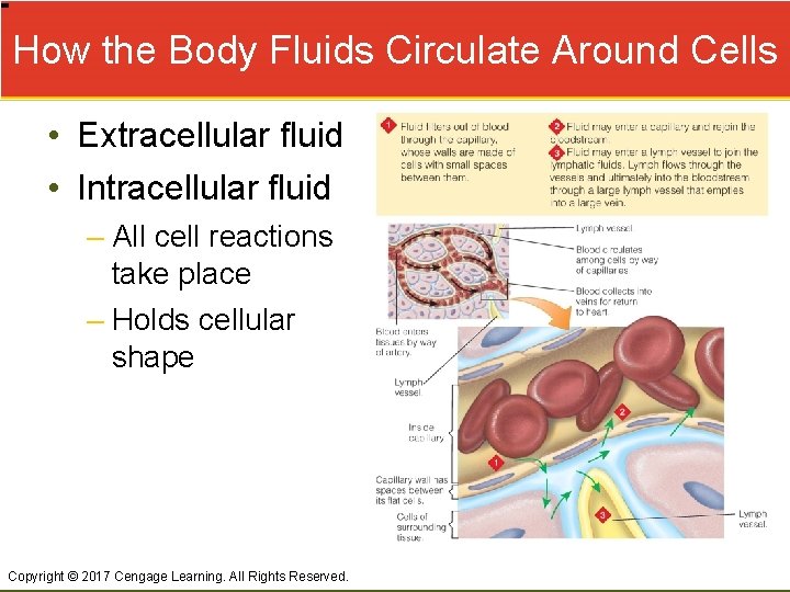 3 The Remarkable Body Copyright 2017 Cengage Learning