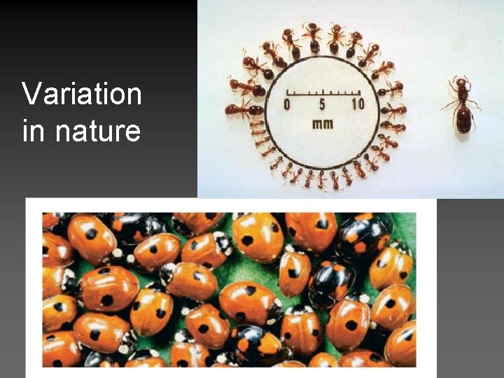 Darwins Theory of Evolution by Natural Selection Section