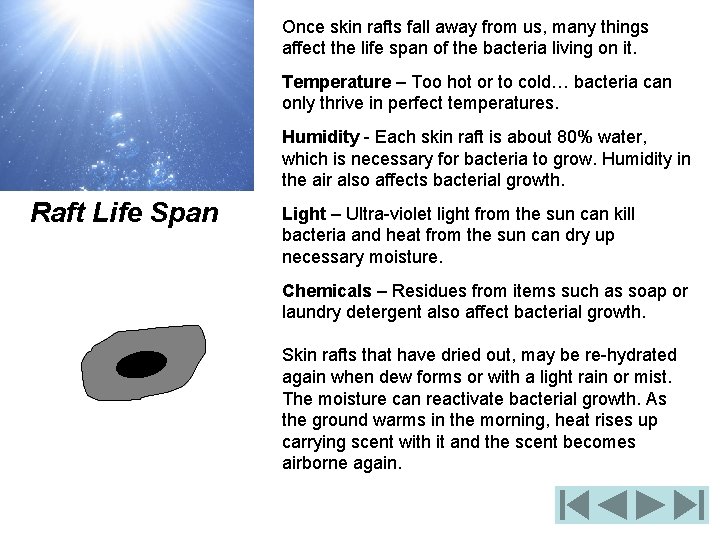 Scent Theory Understanding Human Scent No matter how