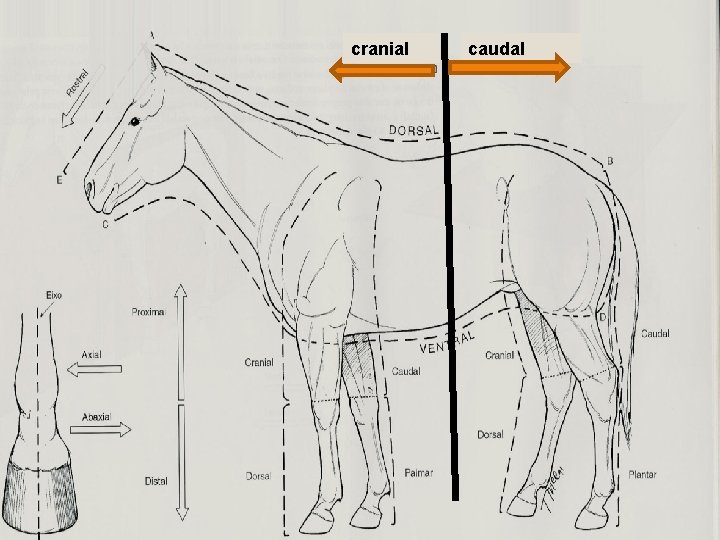 Anatomia Topogrfica Prof Me Jos Francisco Fonzar Anatomia