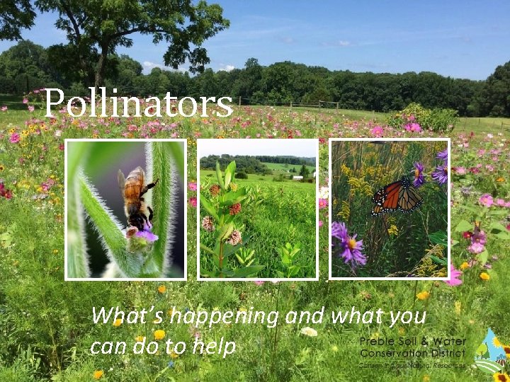 Pollinators Whats happening and what you can do