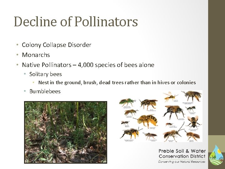 Pollinators Whats happening and what you can do