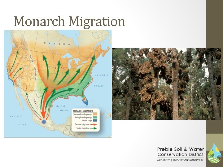 Pollinators Whats happening and what you can do