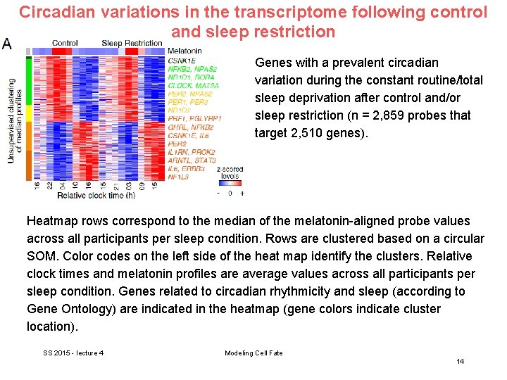 V 4 Circadian rhythms wrap up Frequency distribution