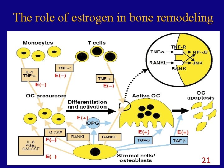 1 The role of estrogen in osteoporosis Advisor