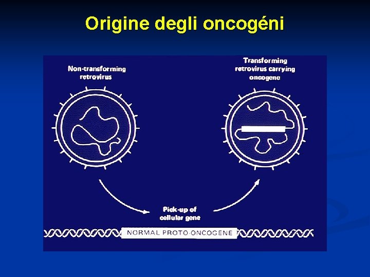 Oncologia 5 Cancerogenesi 2 Agenti cancerogeni Carcinogeni chimici