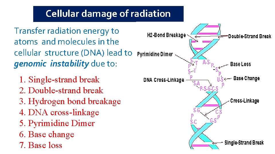 RADIATION BIOLOGY Lecture 6 By Dr Zaid Shaker