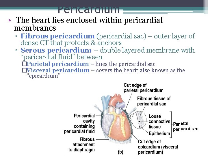 Cardiovascular System Anatomy of the Heart The Cardiovascular