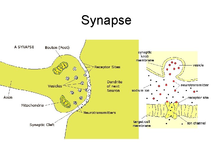 Neuron Neuron Neuron Mitocondrie Membrana Nucleu RE rugos