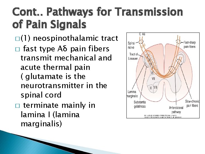 Physiology of Pain Dr Abdulrahman Alhowikan Collage of