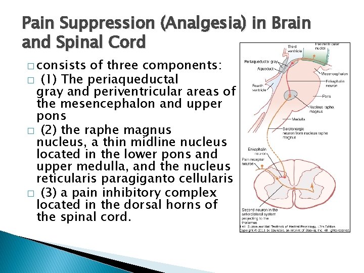 Physiology of Pain Dr Abdulrahman Alhowikan Collage of