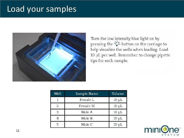DNA Fingerprinting Mini Lab APSI 2019 Learning Objectives
