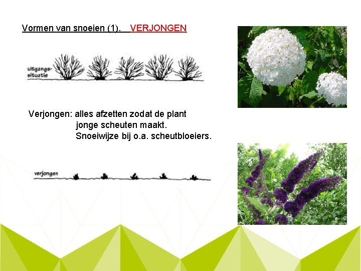 Power Point Onderhoud beplanting Snoeien van bomen Een