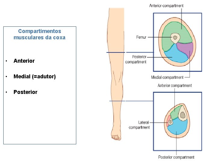 ANATOMIA TOPOGRFICA DOS MEMBROS INFERIORES AULA 4 Msculos