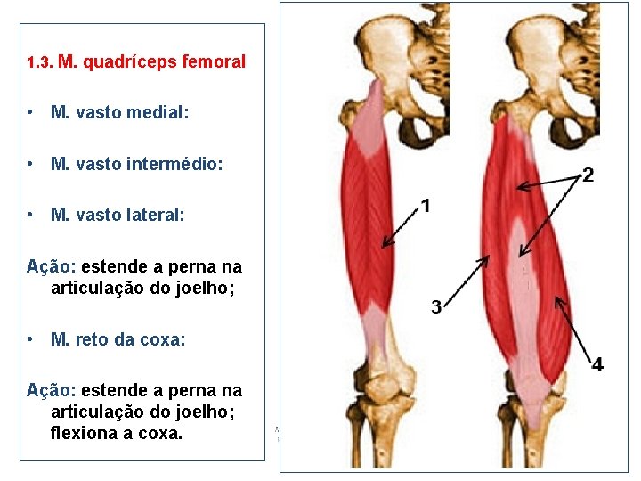 ANATOMIA TOPOGRFICA DOS MEMBROS INFERIORES AULA 4 Msculos